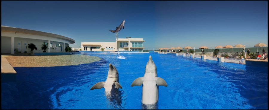 Marineland: 83 Years Of History - The Dolphin Company