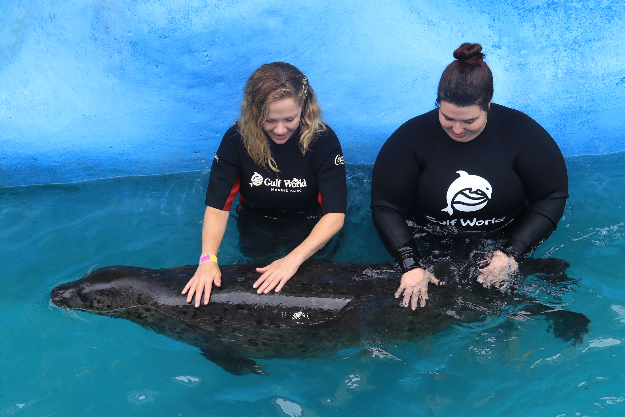 53th Gulf World Anniversary - The Dolphin Company