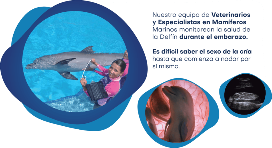 Delfín - The Dolphin Company